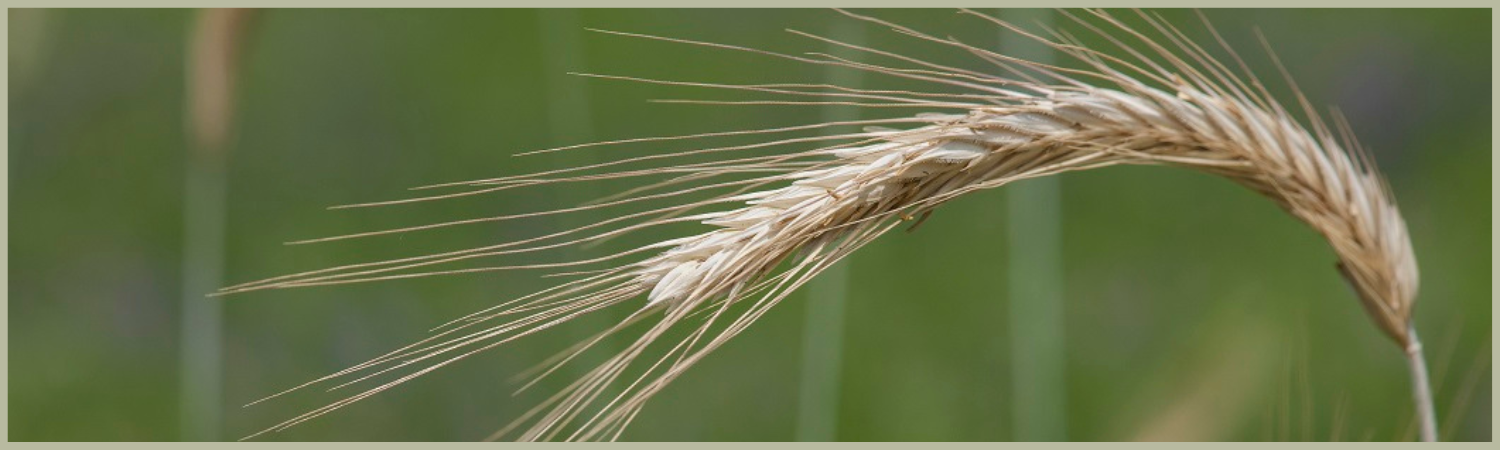 Roggen Bio kaufen Bio-Hofladen Chiemgaukorn